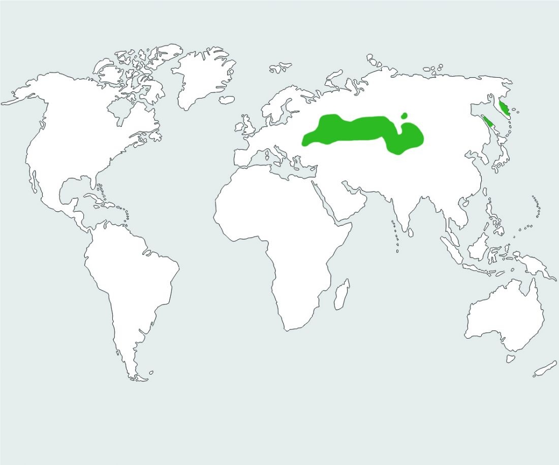STEPPE LEMMINGS: CHARACTERISTICS, BEHAVIOR AND REPRODUCTION | Facts and ...