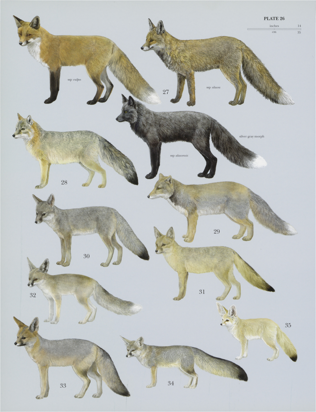 FOXES OF CENTRAL ASIA: CHARACTERISTICS, BEHAVIOR, SPECIES | Facts and ...