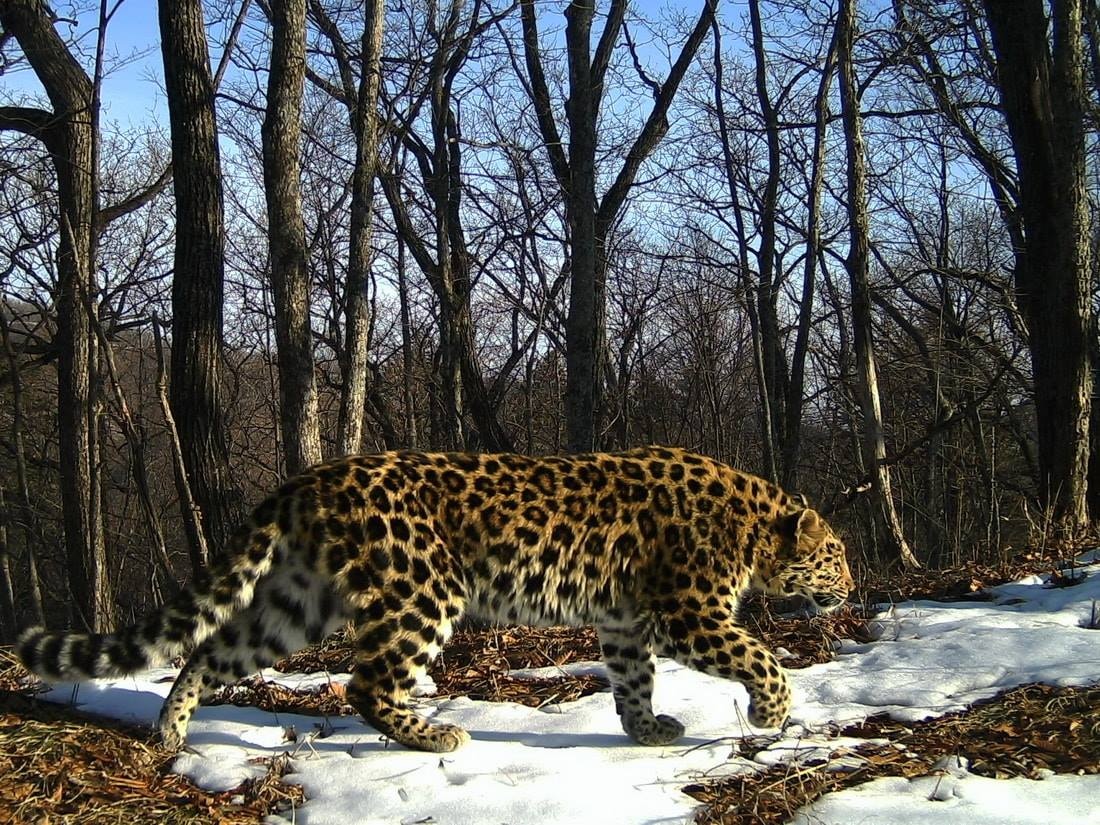 AMUR LEOPARDS: CHARACTERISTICS, BEHAVIOR AND REPRODUCTION | Facts and ...