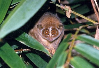 SLENDER LORISES | Facts and Details