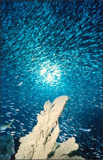 FOOD CHAIN AND MATING AND SCHOOLING MARINE FISH | Facts and Details