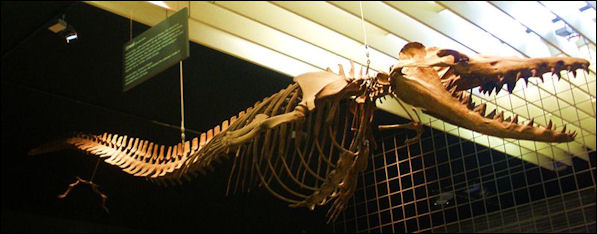 WHALE EVOLUTION | Facts and Details